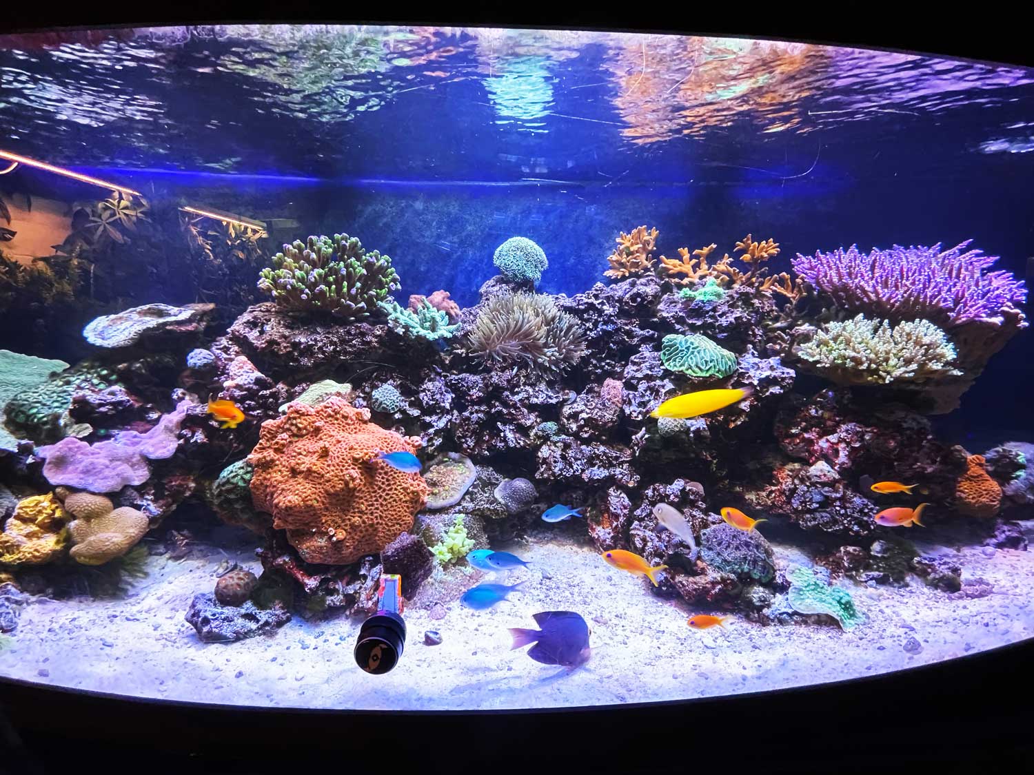 Minnesota Living Coral Reef - Aqualogical Resources